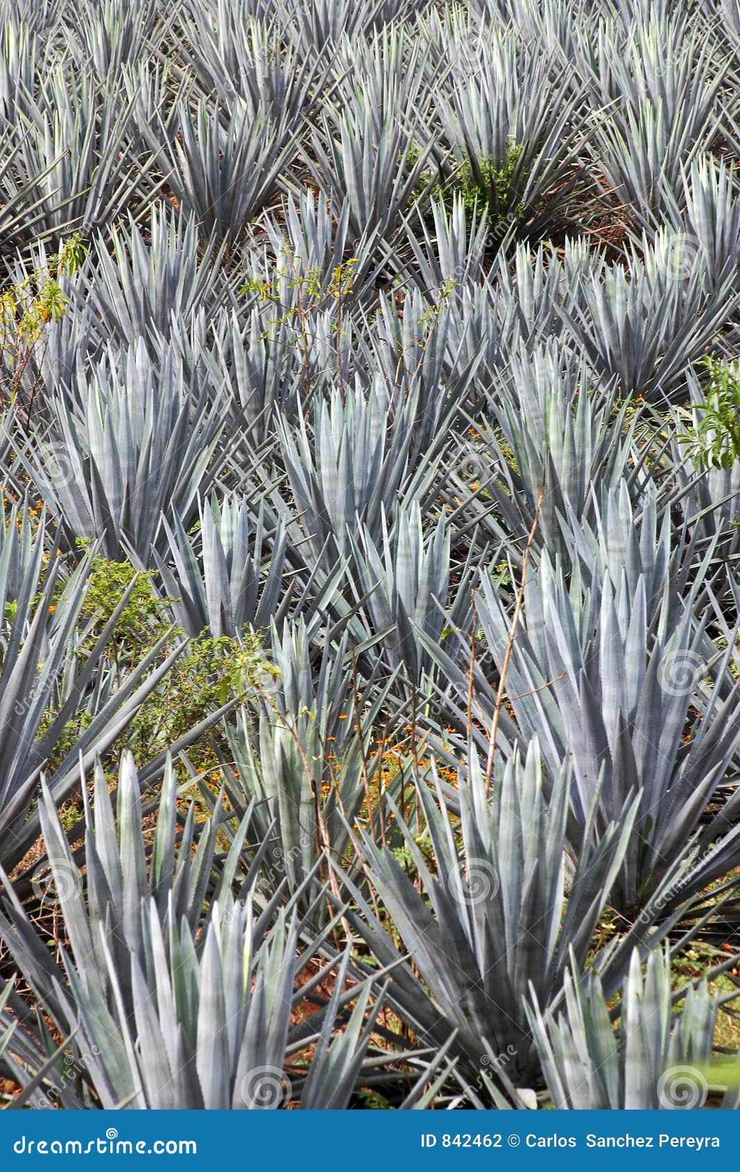 Agave plant stock photo. Image of nature, plant, field - 842462