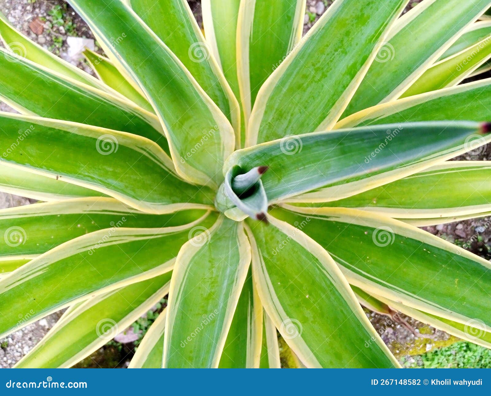 Agave Plant with Beautiful Leaf Texture. Stock Photo - Image of plant ...