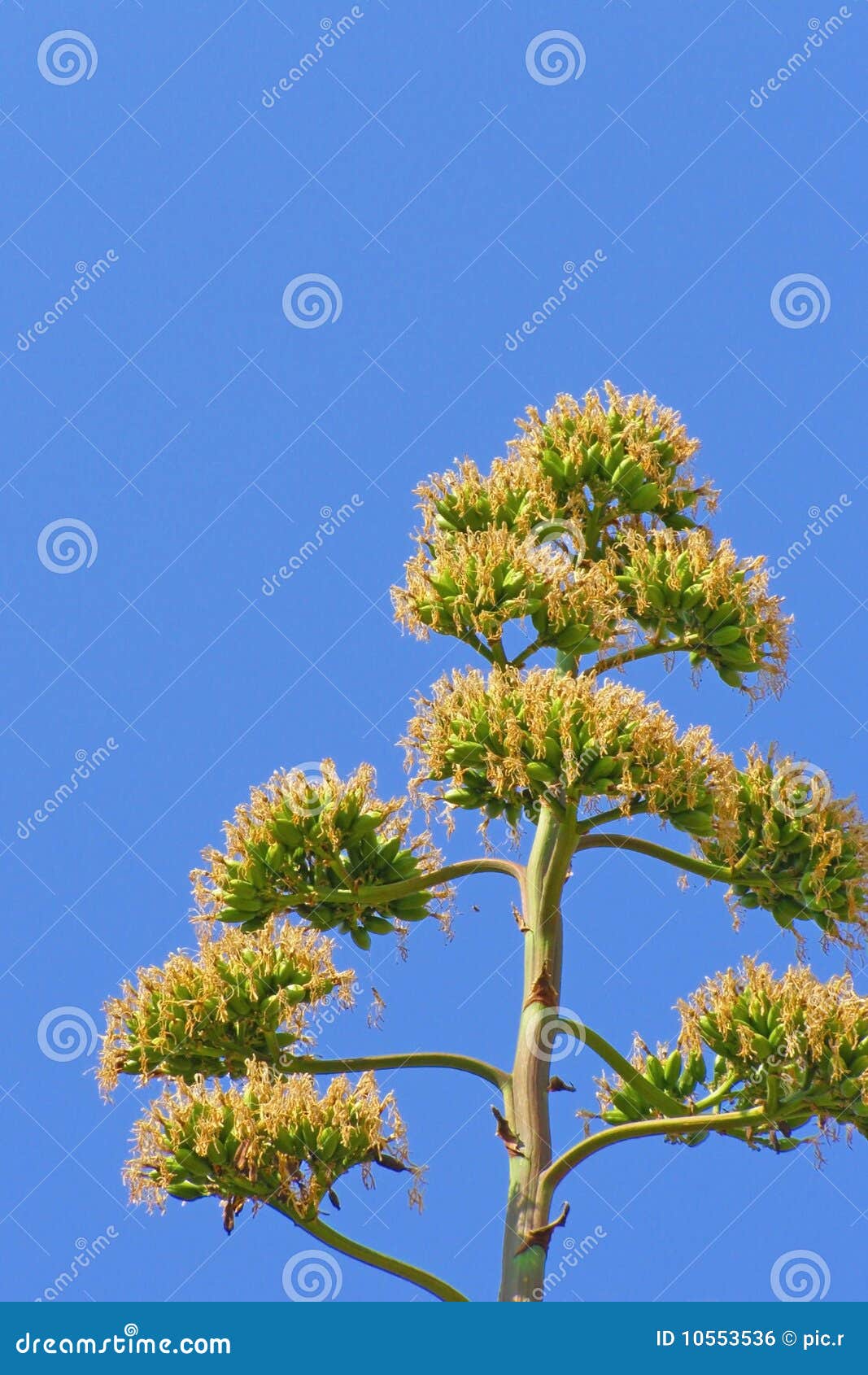 Agave plant blooming stock photo. Image of environment - 10553536