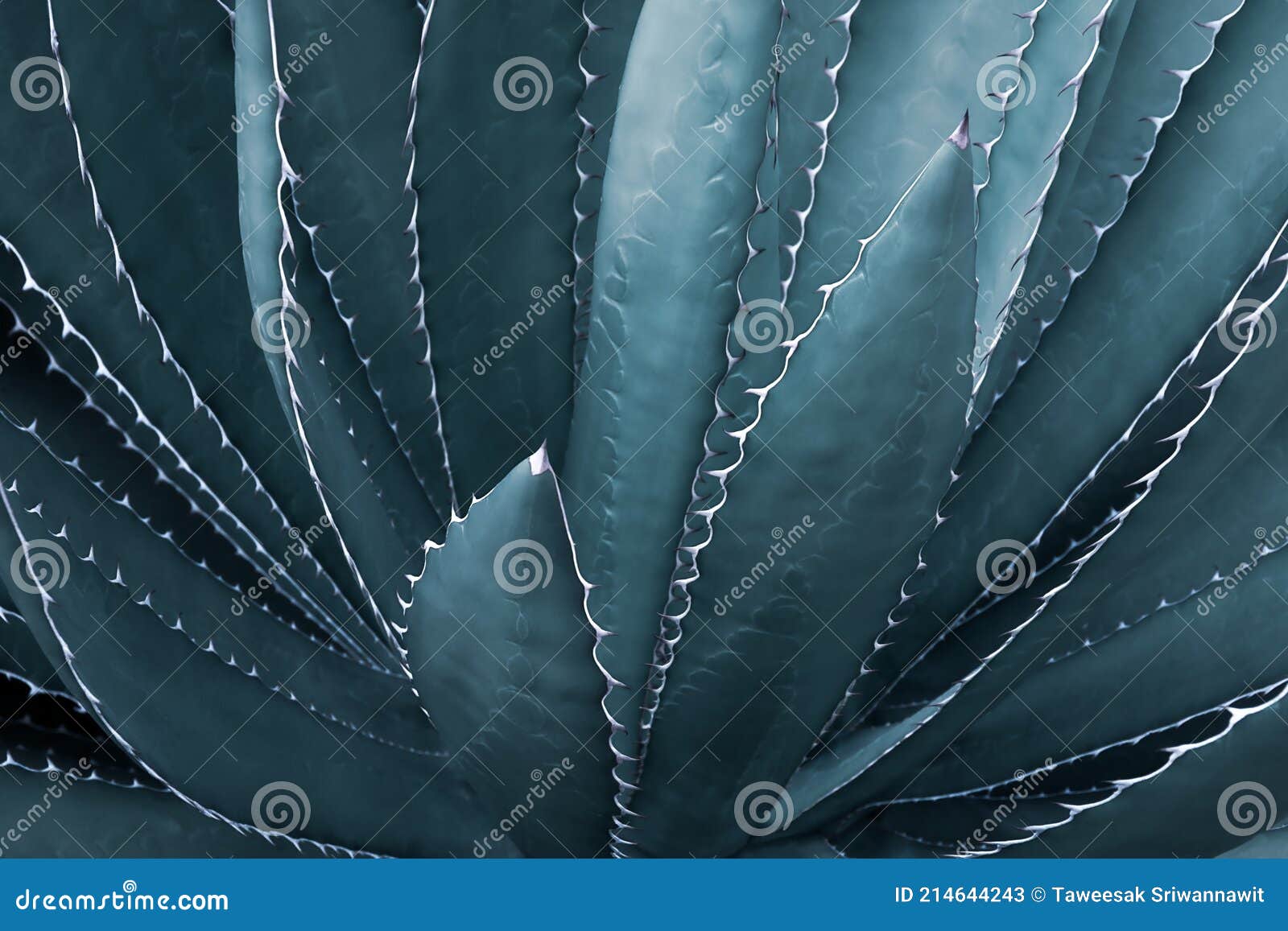Agave Plant in Blue Tone Color Natural Pattern Background Stock Image ...