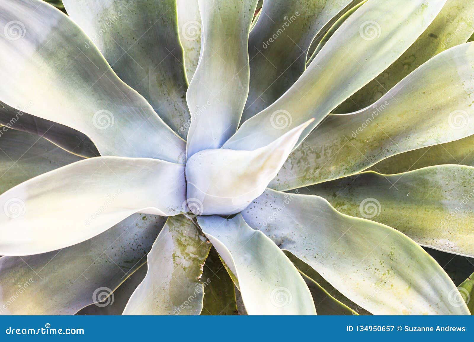 Agave plant close-up stock image. Image of macro, succulent - 134950657