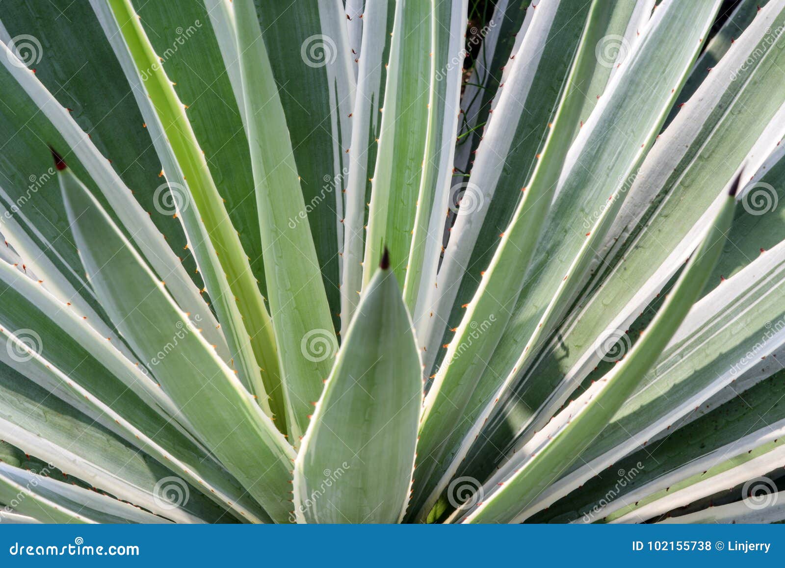 Agave plant close up stock photo. Image of detail, closeup - 102155738