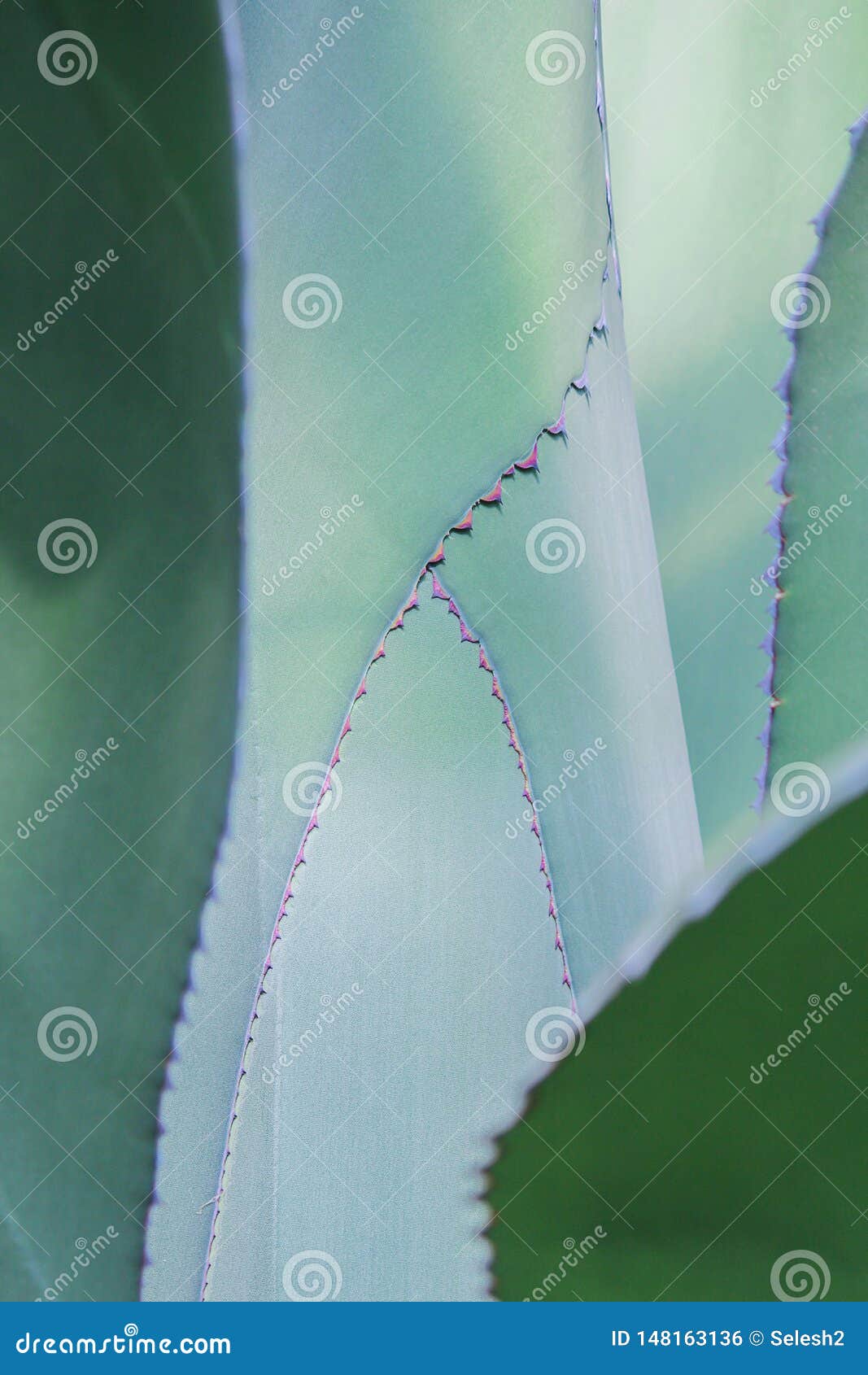 The Agave Plant Close Up. Texture of Dense Green Leaves. Stock Photo ...