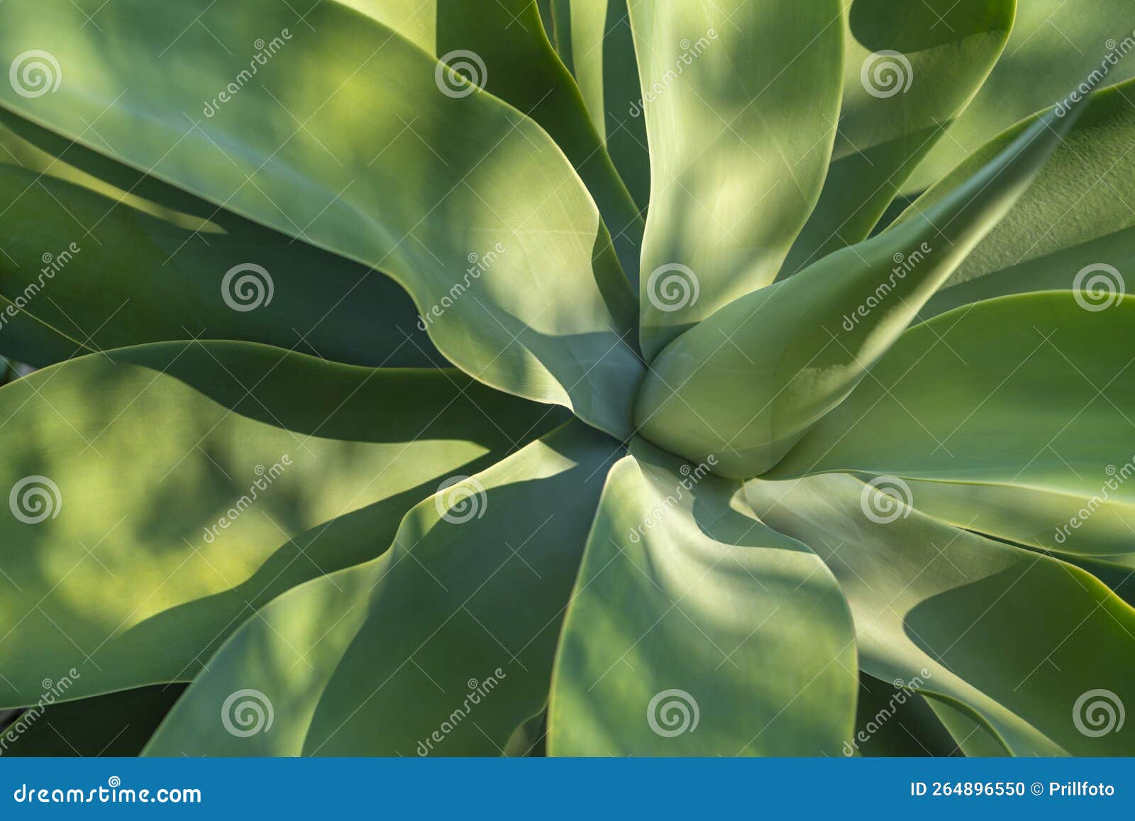 Agave plant closeup stock photo. Image of leaf, plant - 264896550