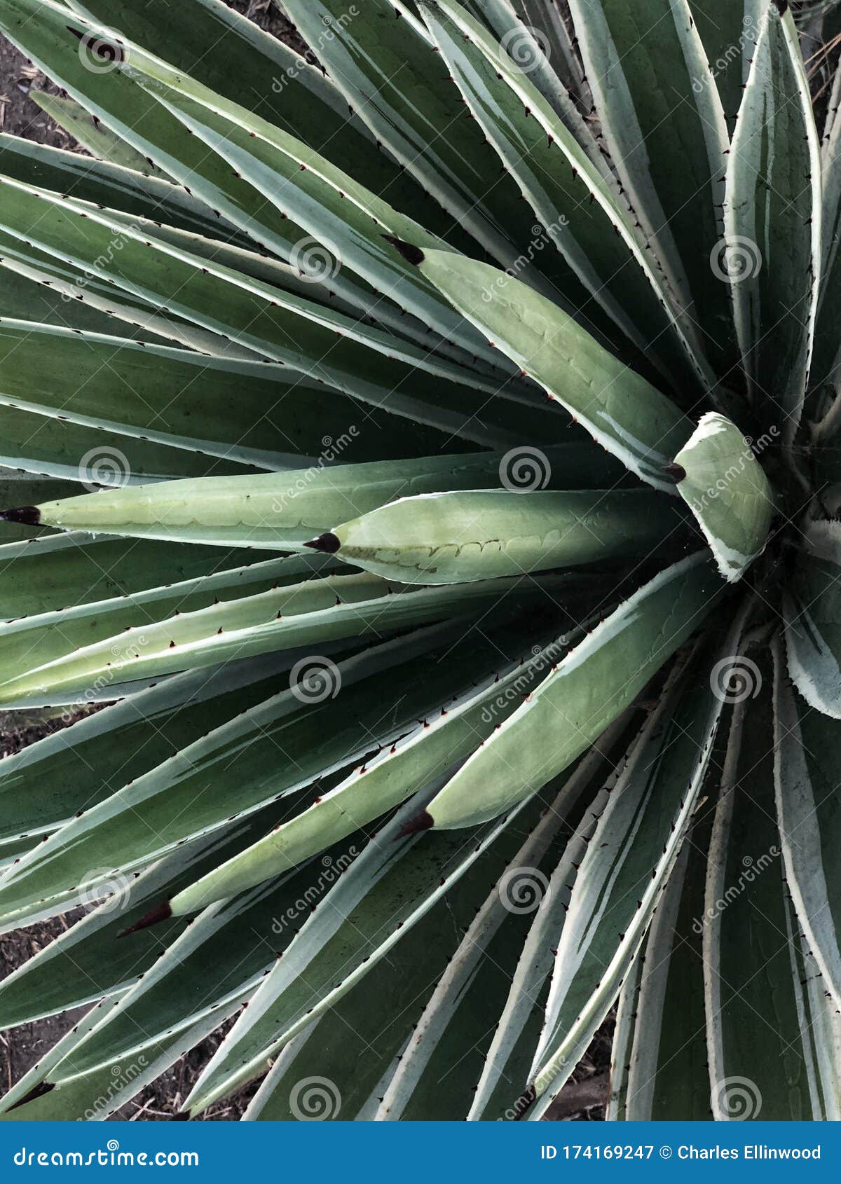 Agave Plant - Color Portrait Format Stock Image - Image of color, green ...