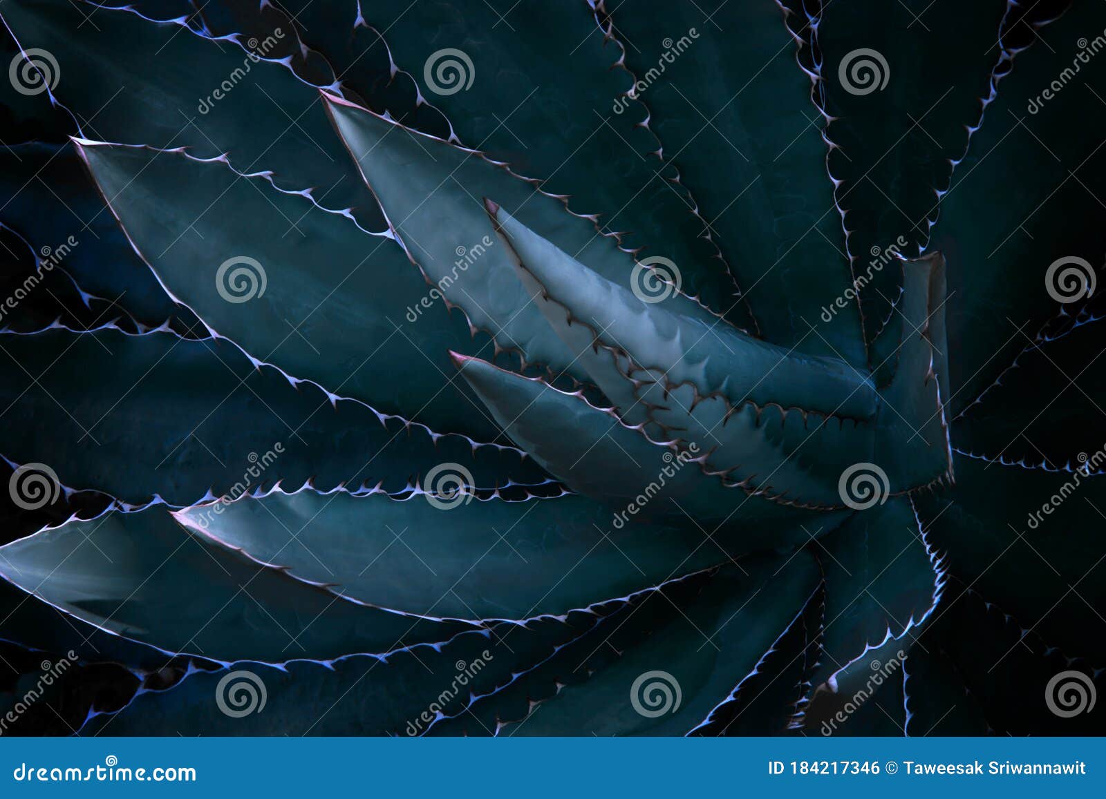 Agave Plant in Dark Blue Tone Color Natural Pattern Background Stock ...