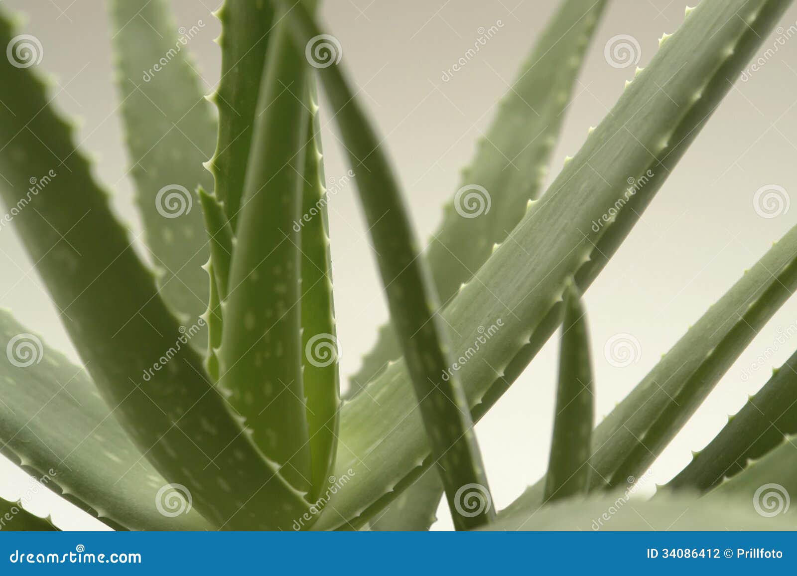 Agave plant stock photo. Image of nonwood, macro, houseplant - 34086412
