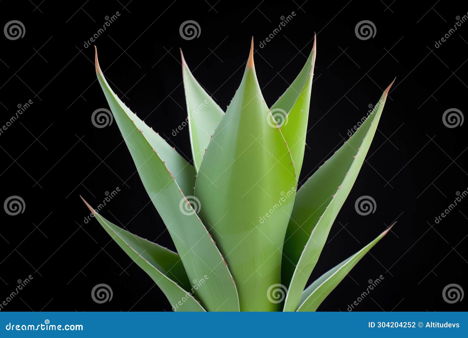 Agave Plant with Distinct Sharp Leaf Tips Stock Photo - Image of ...