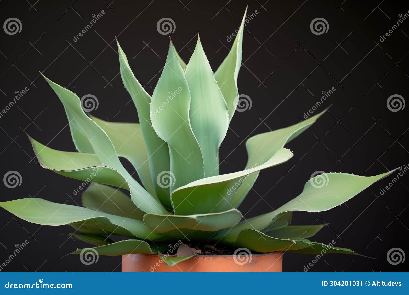 Agave Plant with Distinct Sharp Leaf Tips Stock Image - Image of spikey ...