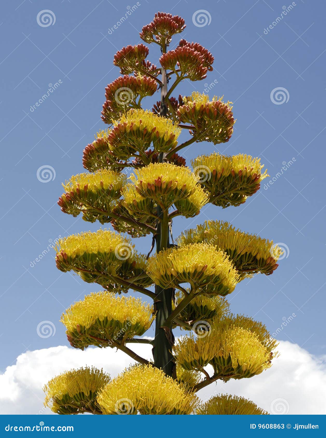 Sky And Clouds With Agave Tree Royalty-Free Stock Photography ...