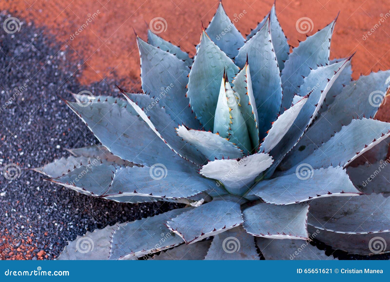 Agave Plant Growing on Red Sand in Morocco Stock Image - Image of agave ...