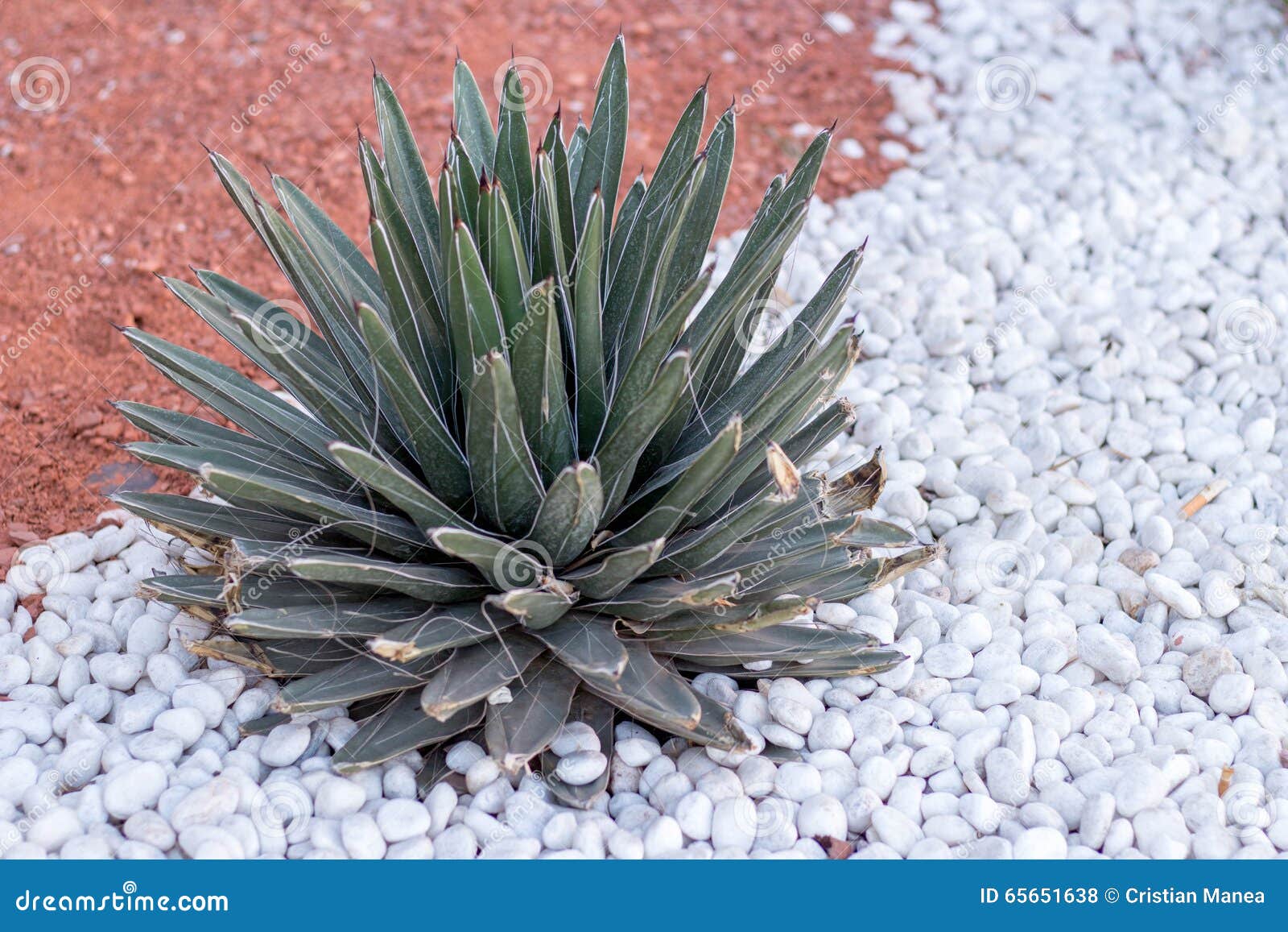 Agave Plant Growing on White Stone Bedding Stock Photo - Image of ...