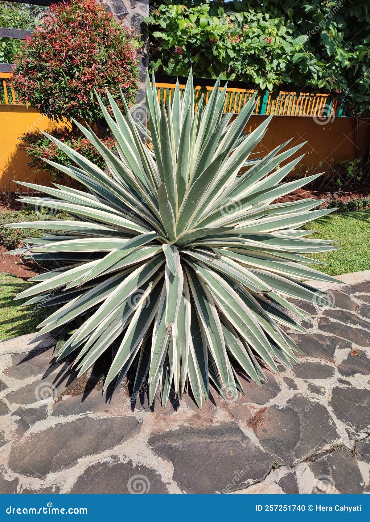 Agave Plant Has Unique Shape Sharp Leaves Stock Photo - Image of unique ...