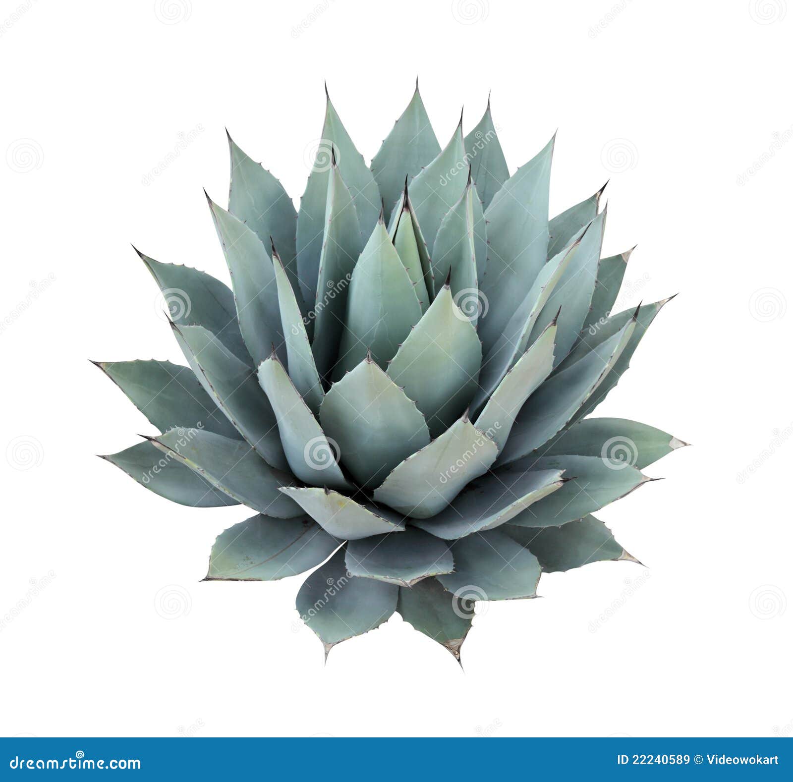 Agave Plant Isolated on White Background Stock Image - Image of ...