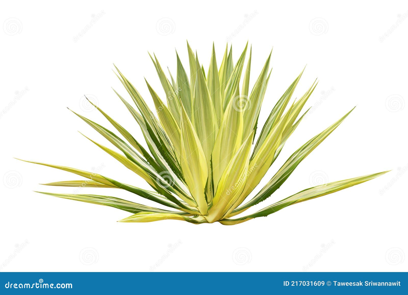 Agave Plant Isolated on White Background with Clipping Path Stock ...