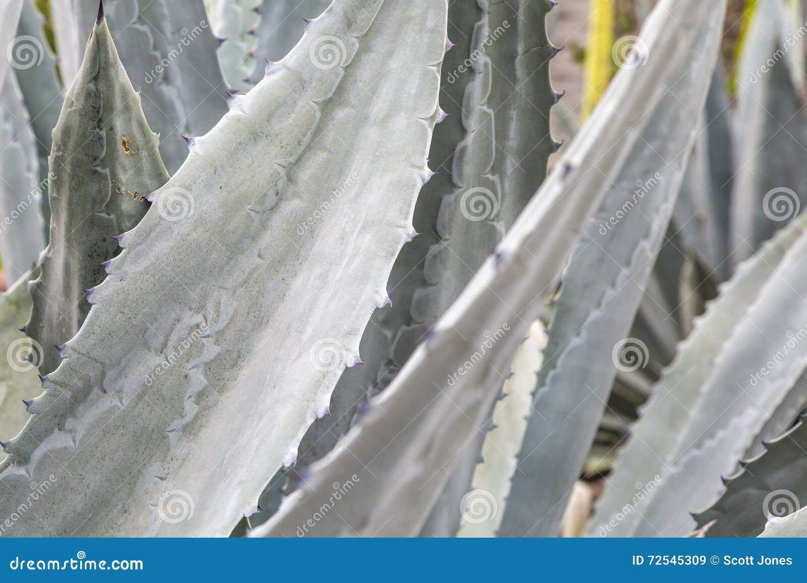 Agave Plant stock image. Image of vegetation, design - 72545309