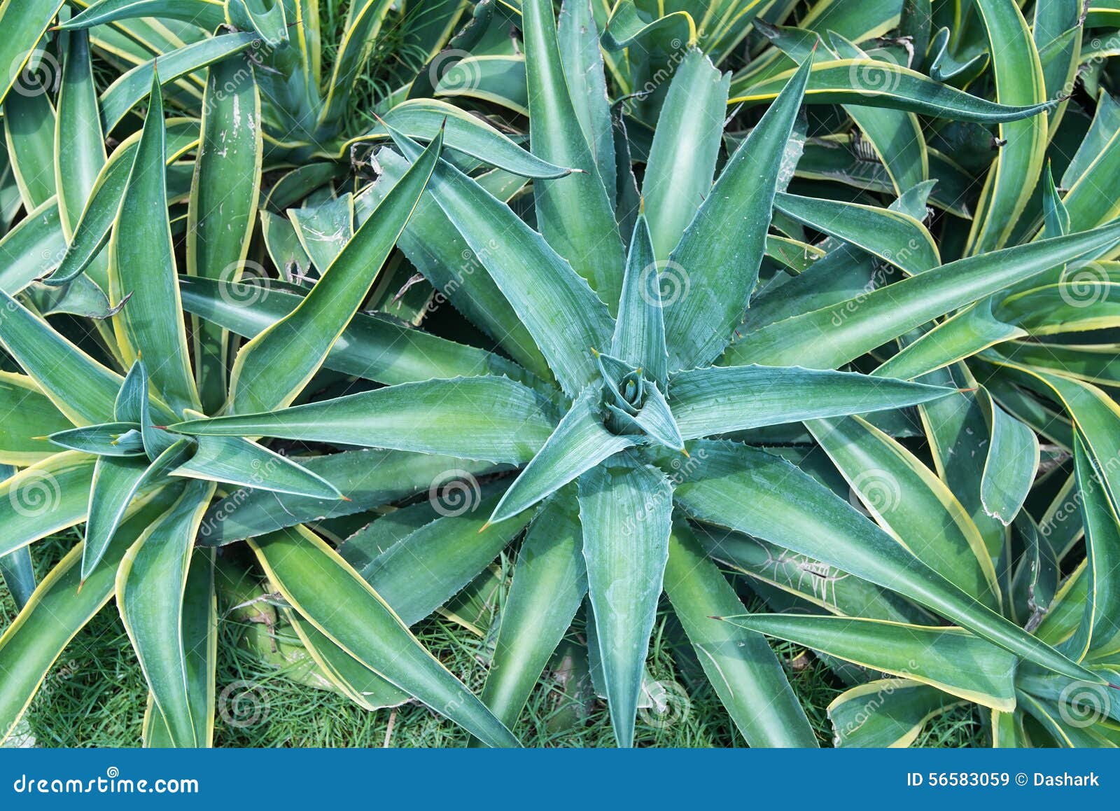 Agave plant leaves stock image. Image of color, green - 56583059