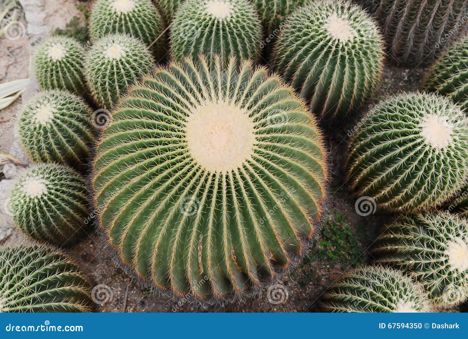 Agave plant leaves stock photo. Image of environment - 67594350