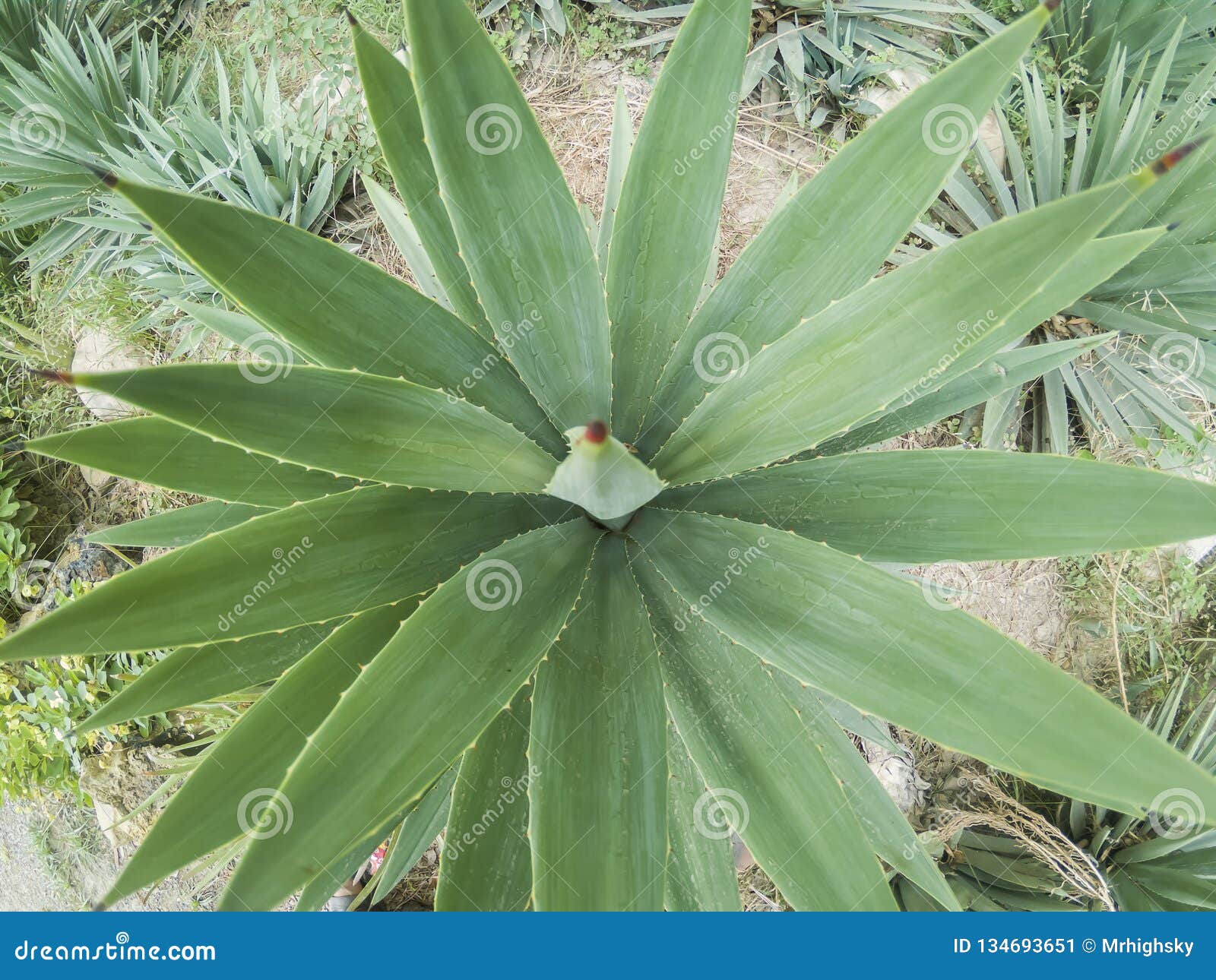Agave Plant Leaves from Top View Stock Image - Image of fresh, green ...