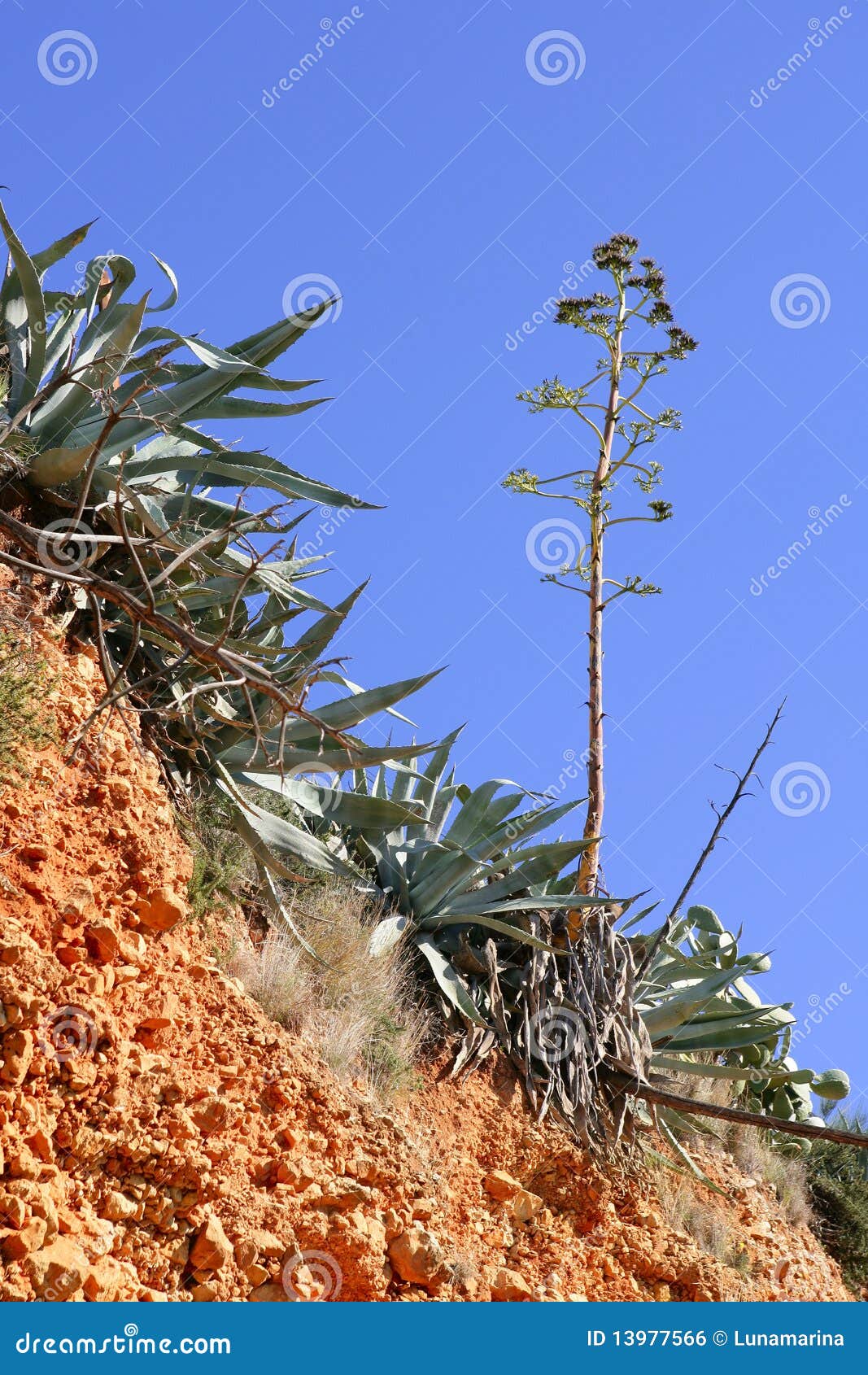Agave Plant in Mediterranean Mountain Stock Photo - Image of edible ...