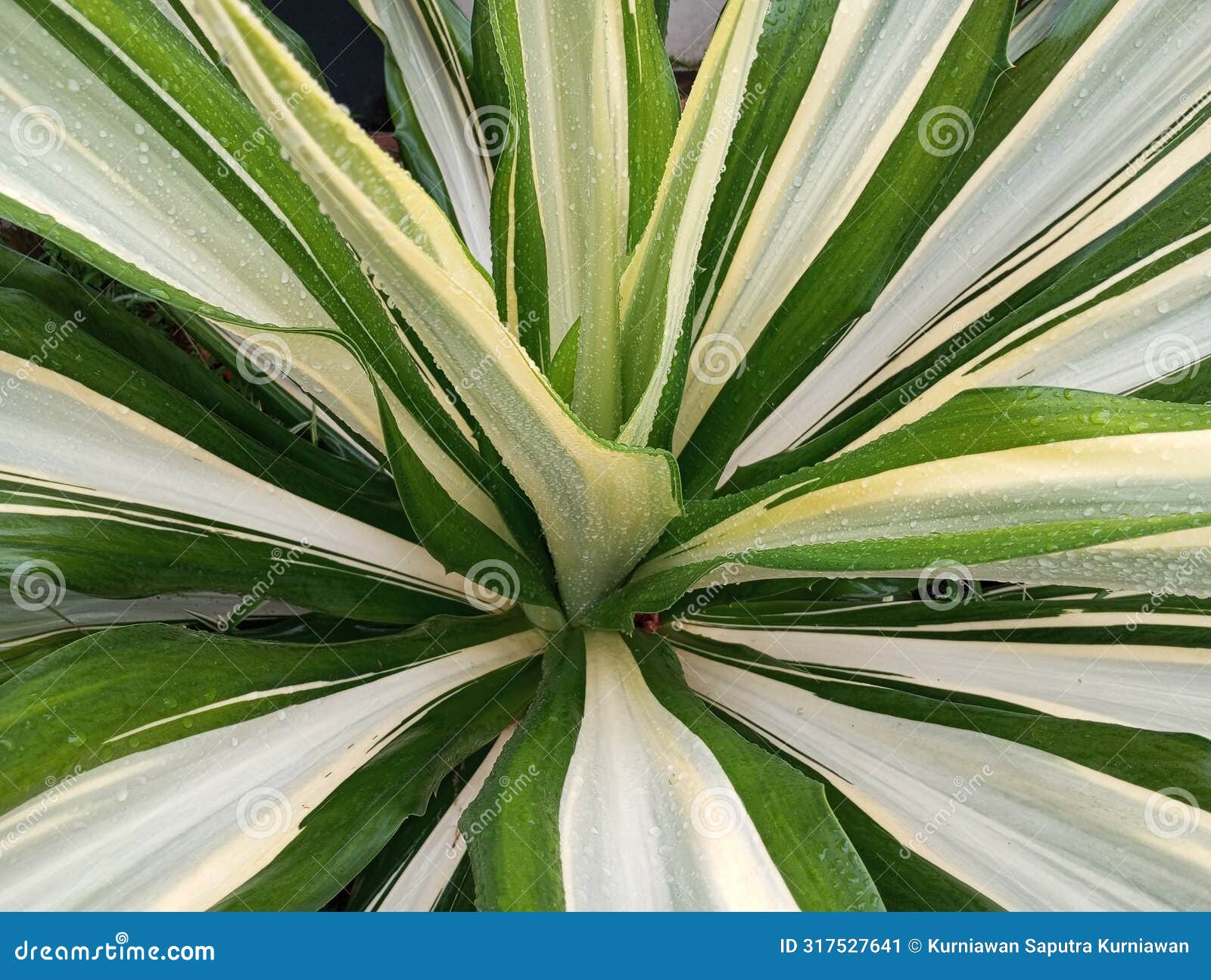 The Agave Plant from Mexico Has a Unique and Interesting Leaf Texture ...