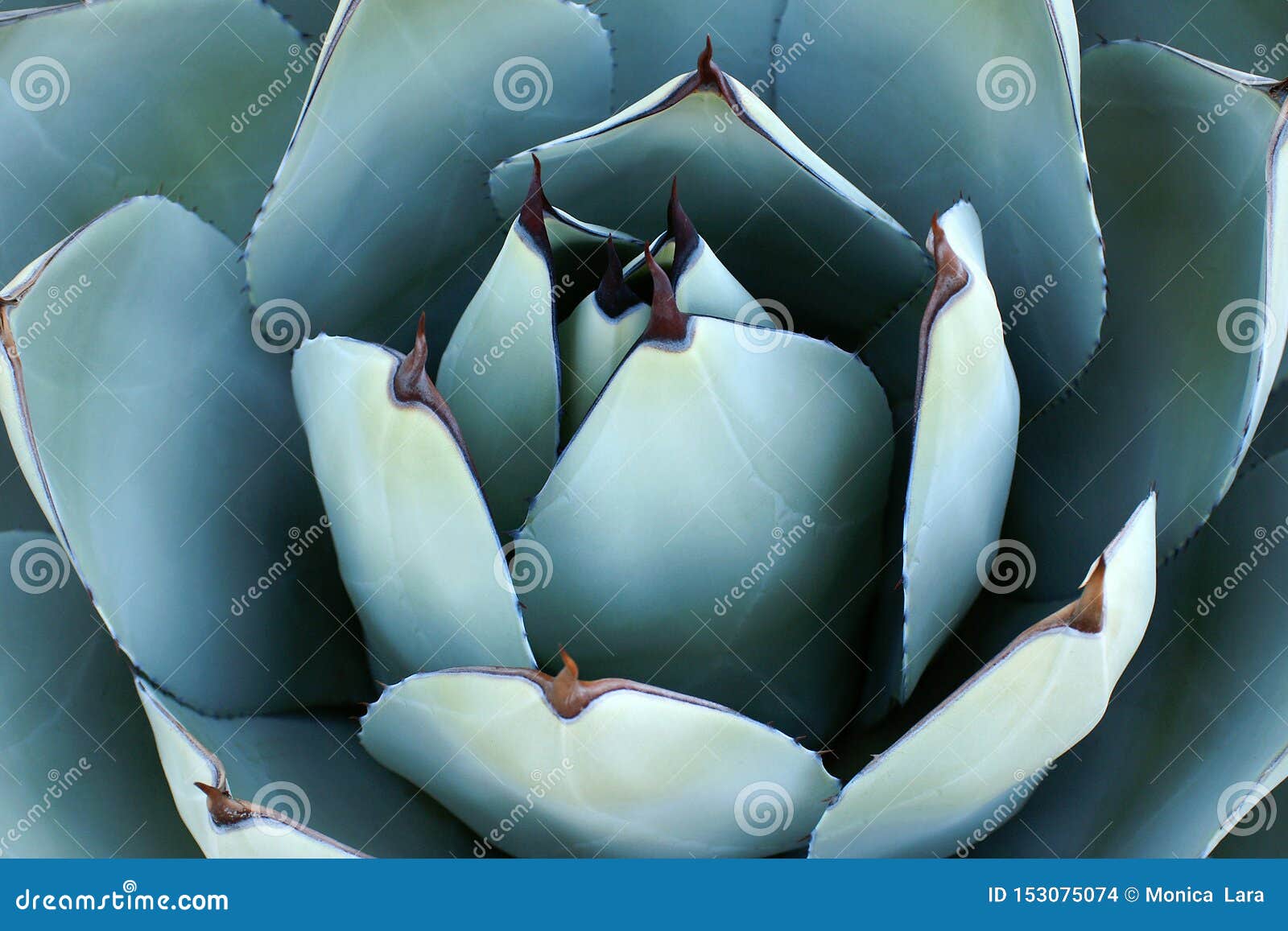 Agave Plant Overhead Closeup Stock Photo - Image of agave, environment ...