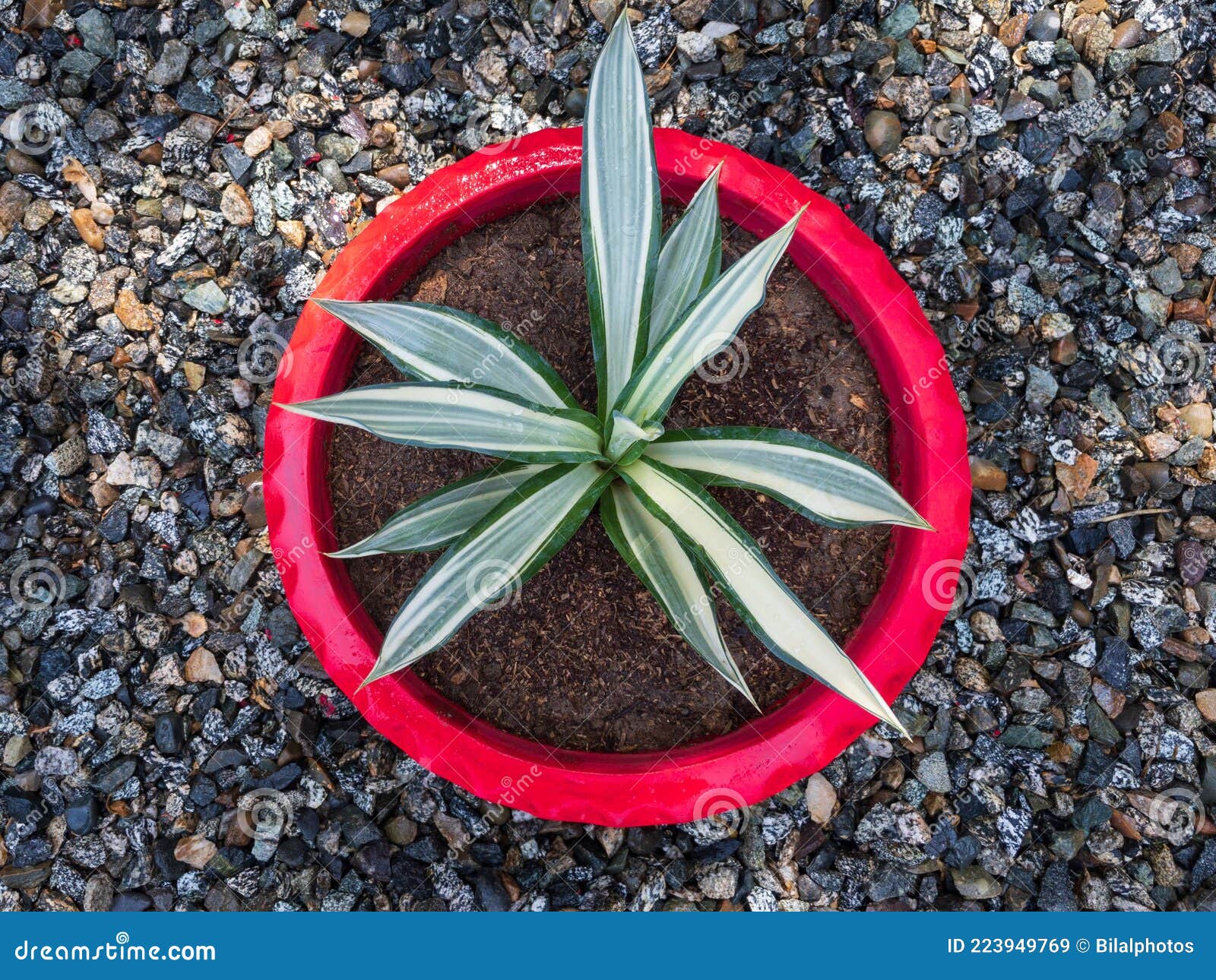 Agave Plant Potted in a Beautiful Red Pot Stock Image - Image of ...