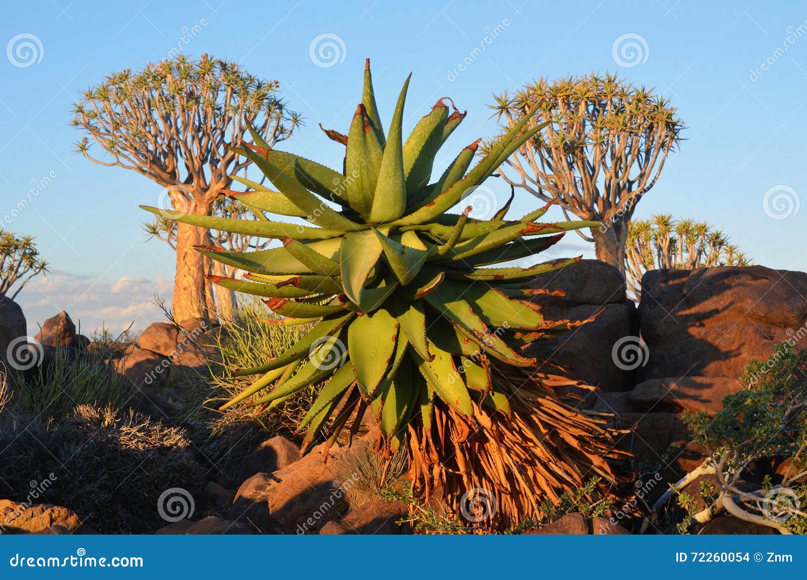 Agave plant stock photo. Image of outdoor, aloe, landscape - 72260054