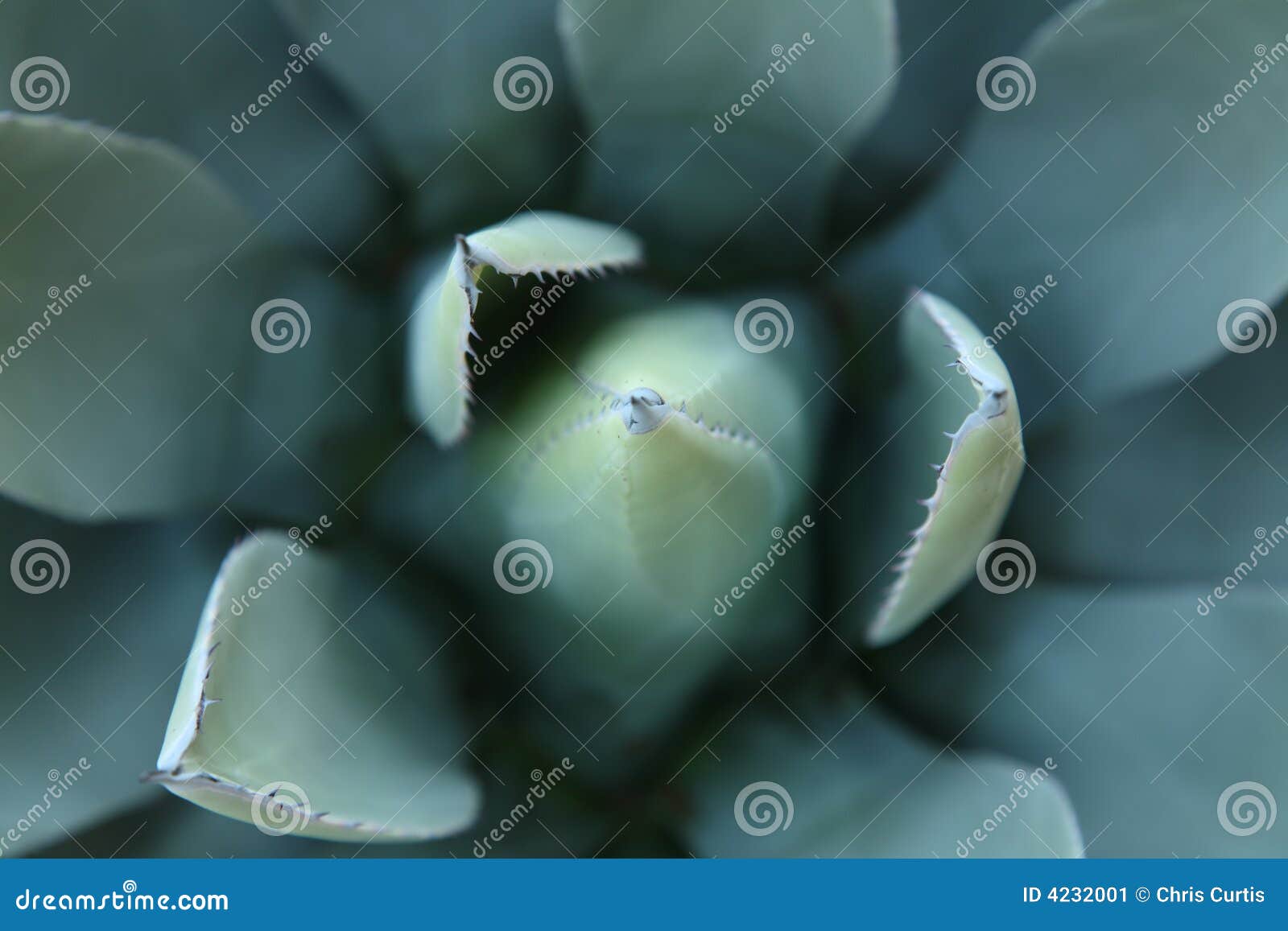 Agave Plant Spines Selective Focus Stock Image - Image of cactus ...