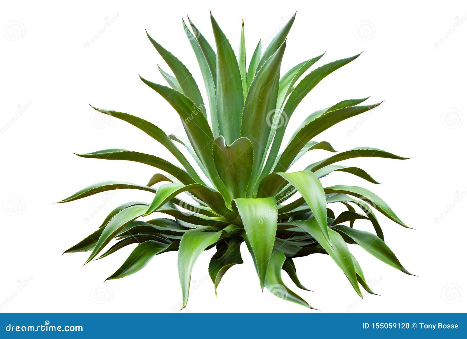 Agave Plant on White stock photo. Image of herb, foliage - 155059120