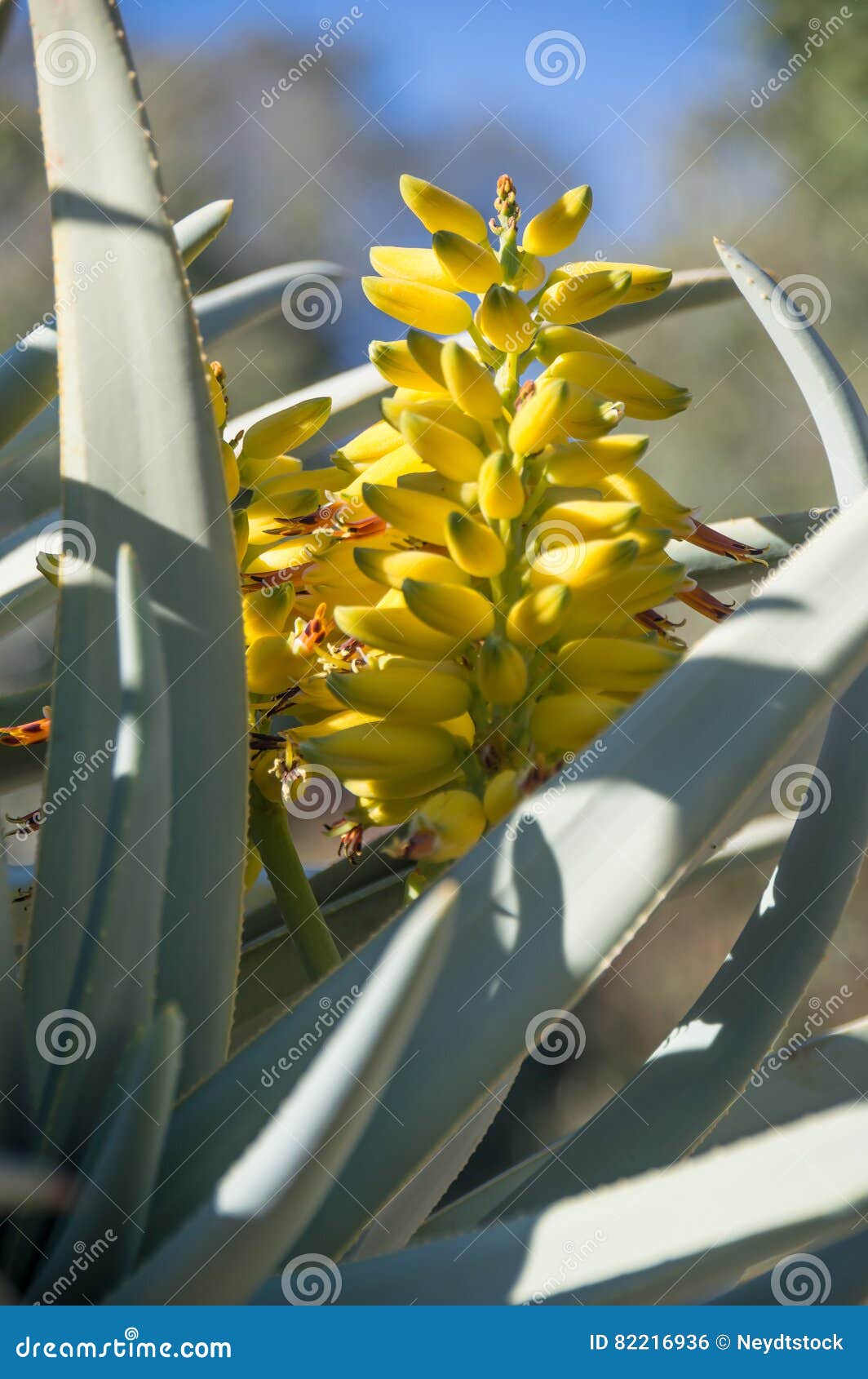 Agave Plant with Yellow Flower Stock Photo - Image of nature, closeup ...