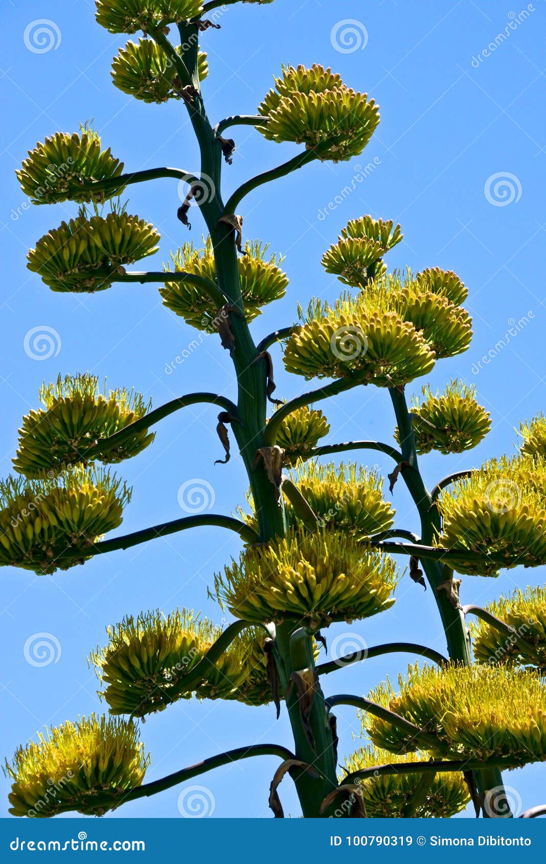 Agave Plant with Yellow Flowers Stock Image - Image of agave, blue ...