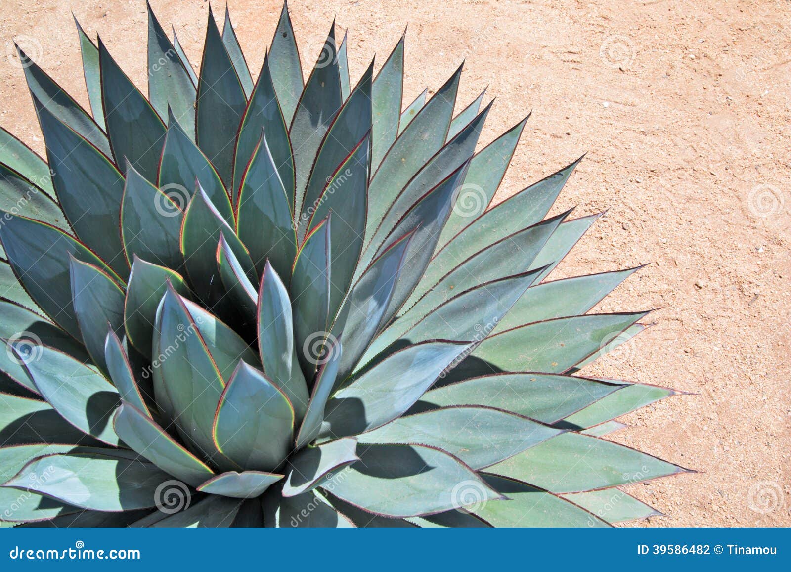 Agave portrait stock photo. Image of succulent, thorn - 39586482