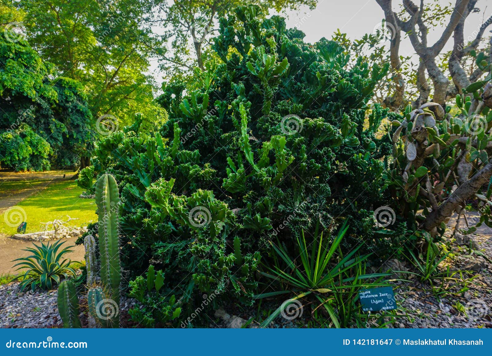 Agave Potatorum Cactus Tree with Big and Tall Size in Indonesia Stock ...