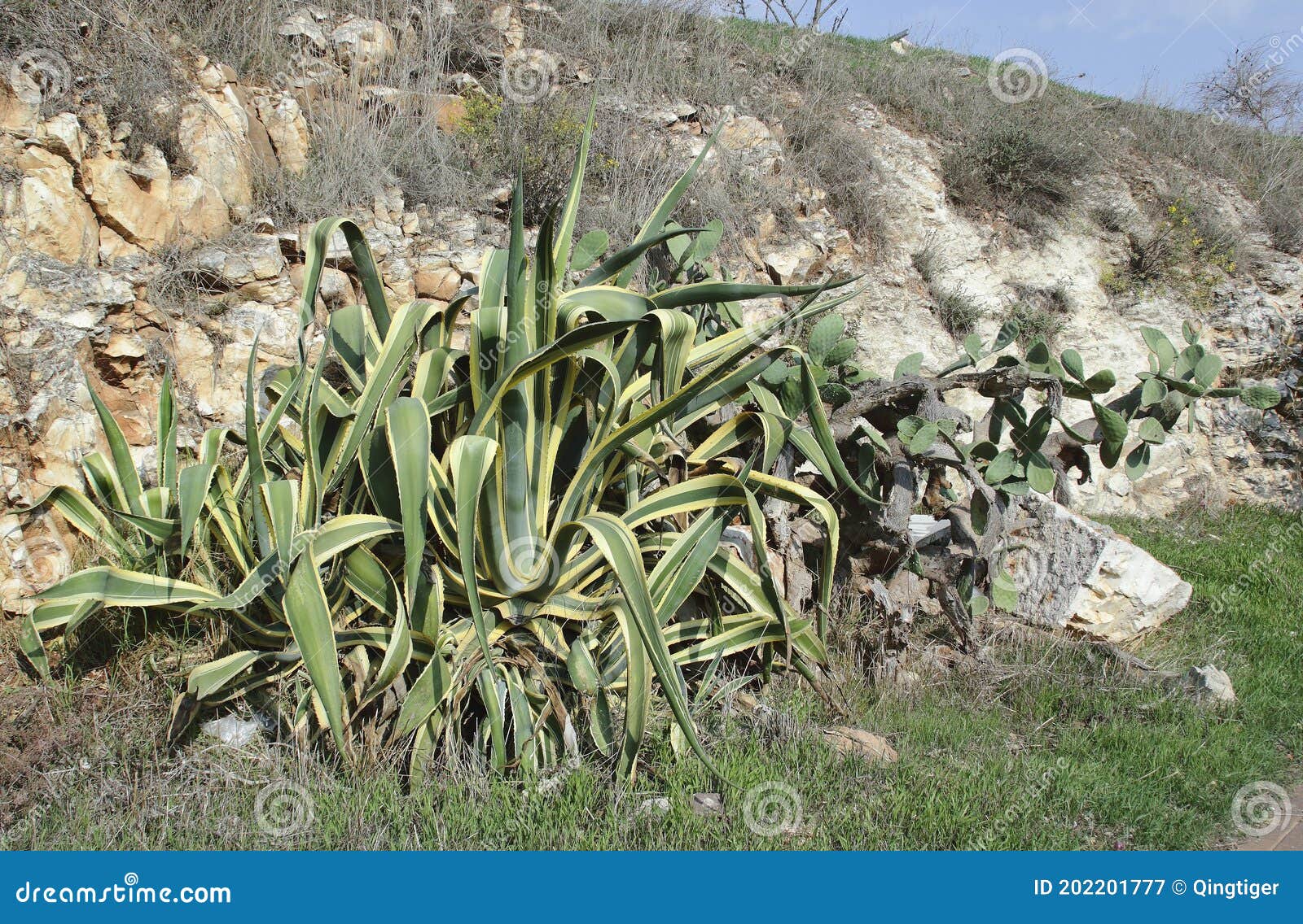 Agave in the Rock Background. Stock Image - Image of flowers, agave ...
