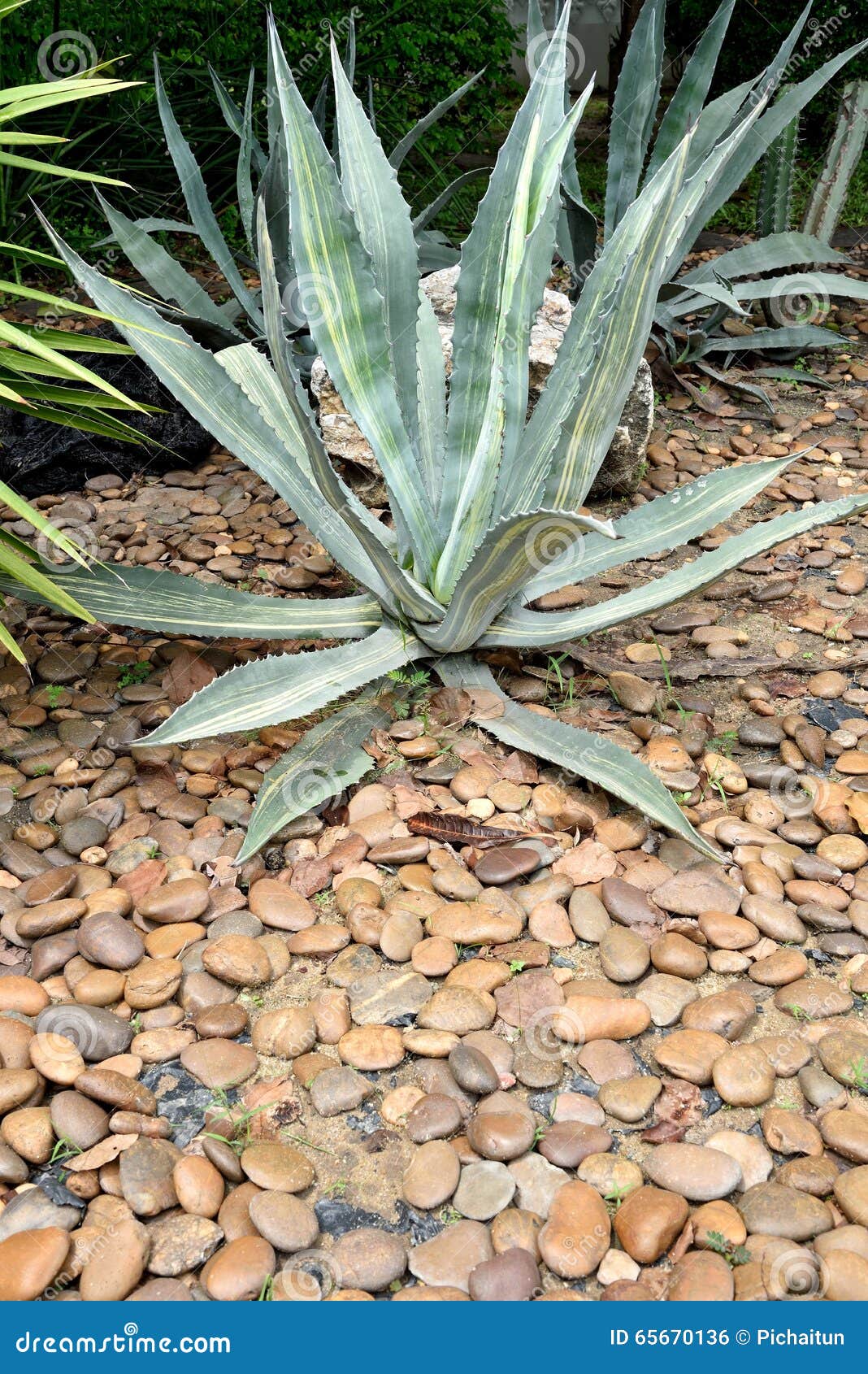 Agave stock photo. Image of agave, aloe, margin, succulents - 65670136