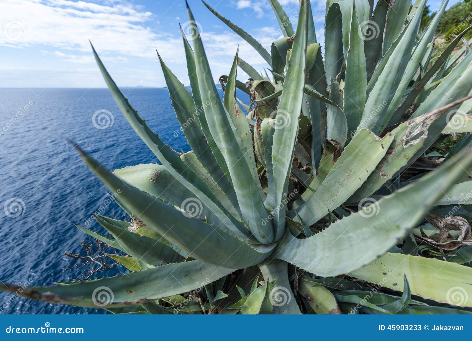 Agave by the Sea in Croatia Stock Image - Image of blue, mediterranean ...
