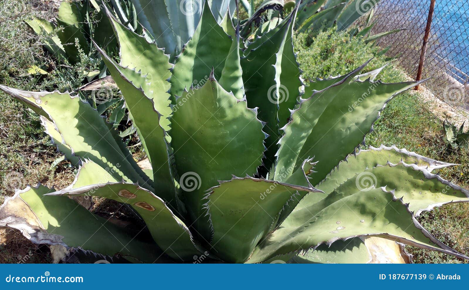 Agave shrub stock image. Image of growing, garden, flora - 187677139