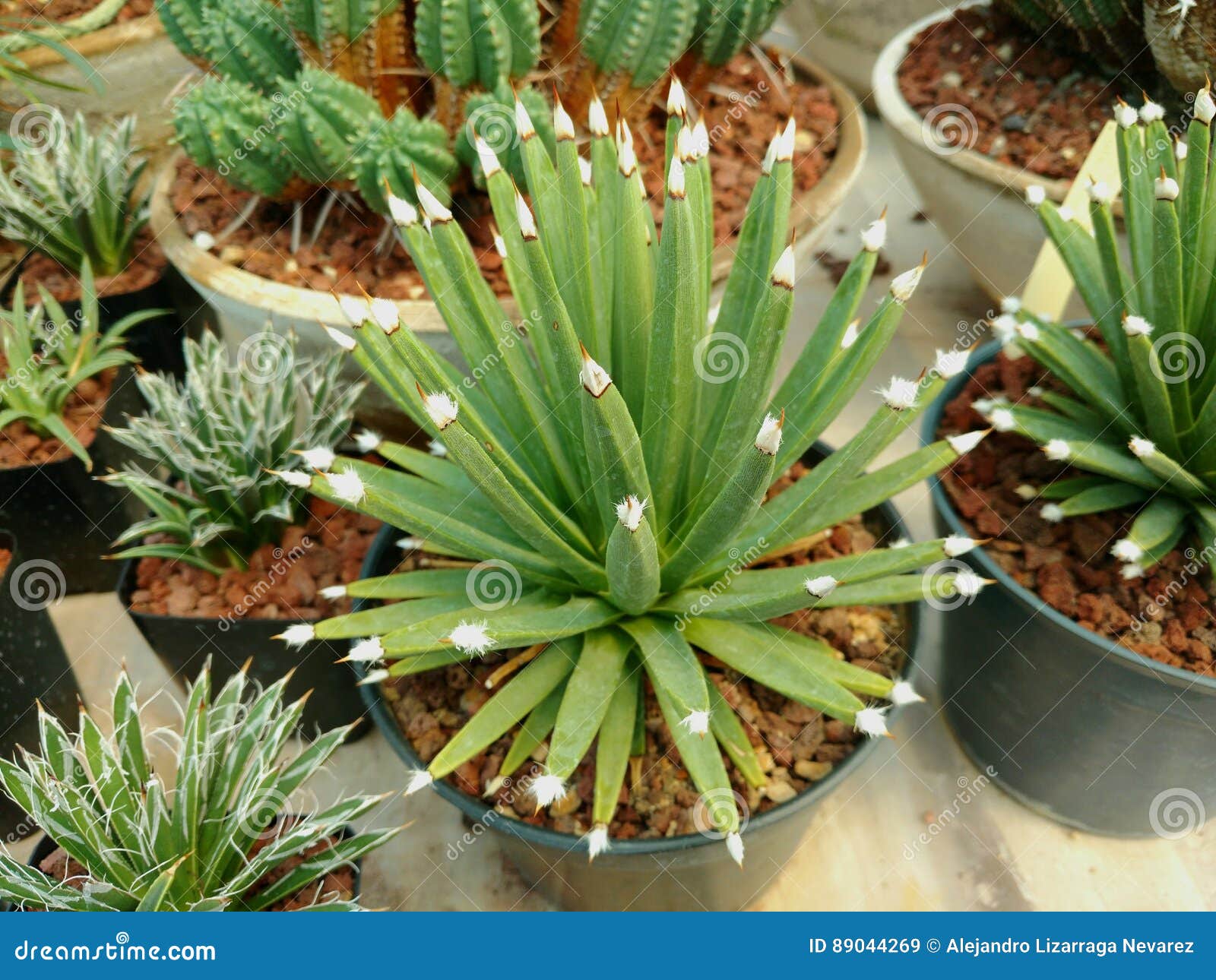 Agave sp. stock image. Image of flora, garden, leaf, plant - 89044269