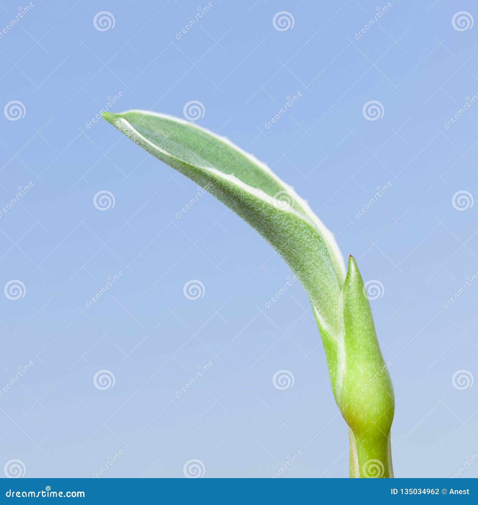 Agave sprout over blue sky stock photo. Image of newborn - 135034962