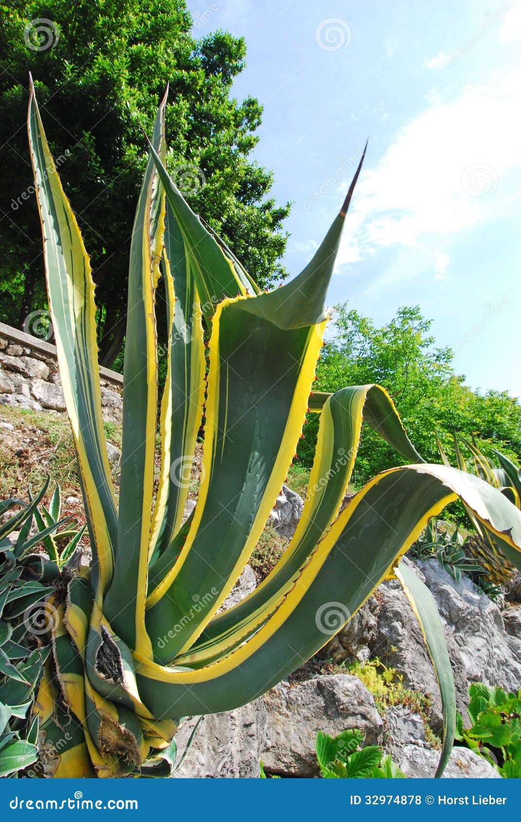 Agave 02 stock photo. Image of aleo, botany, south, thorn - 32974878