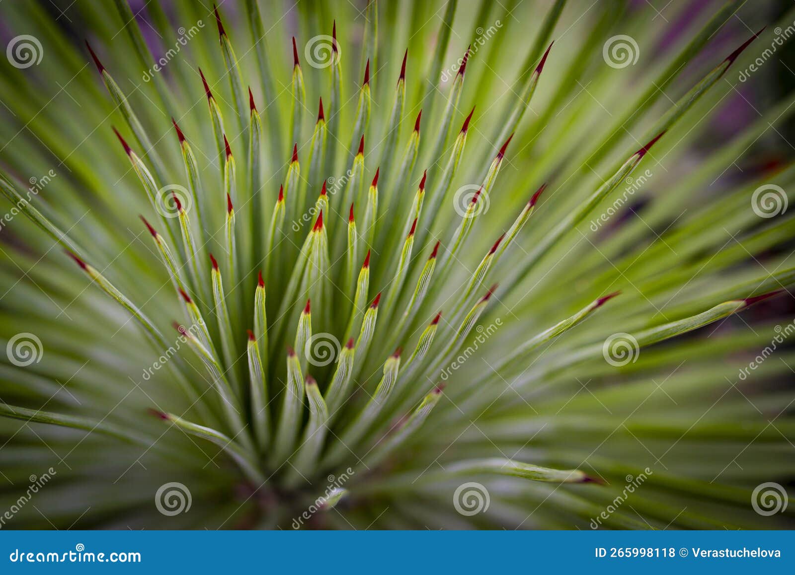 Agave Striata in the Detail of Leaves Stock Photo - Image of botany ...