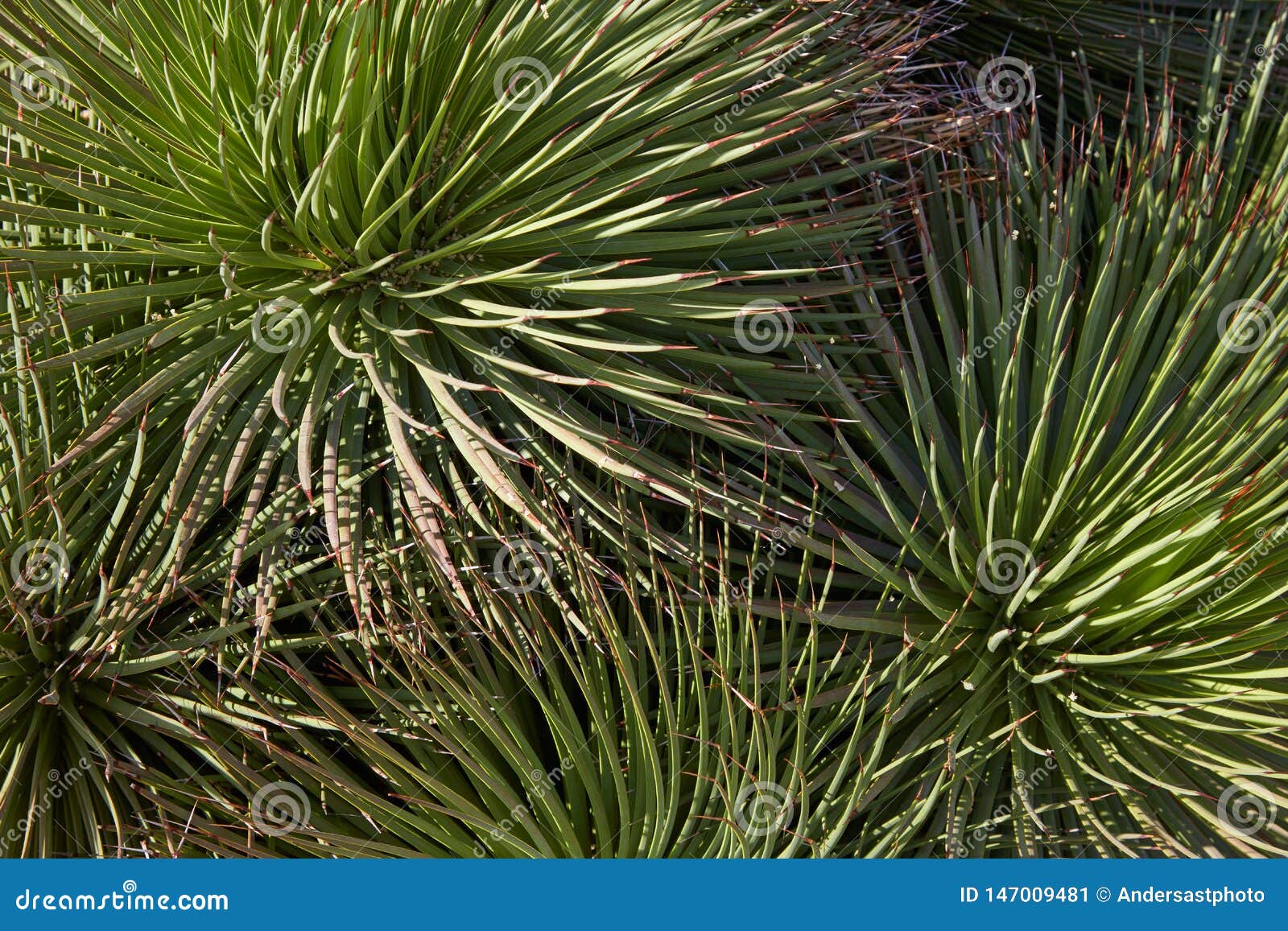 Agave Stricta Photos - Free & Royalty-Free Stock Photos from Dreamstime