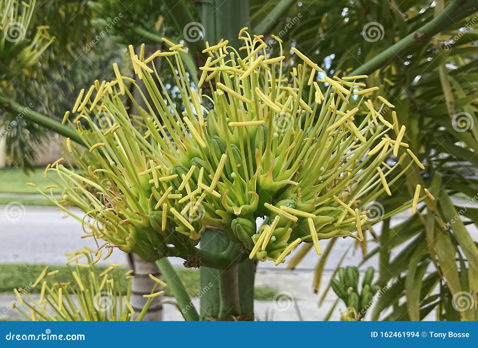 Agave Stem Flower in Bloom stock photo. Image of growth - 162461994
