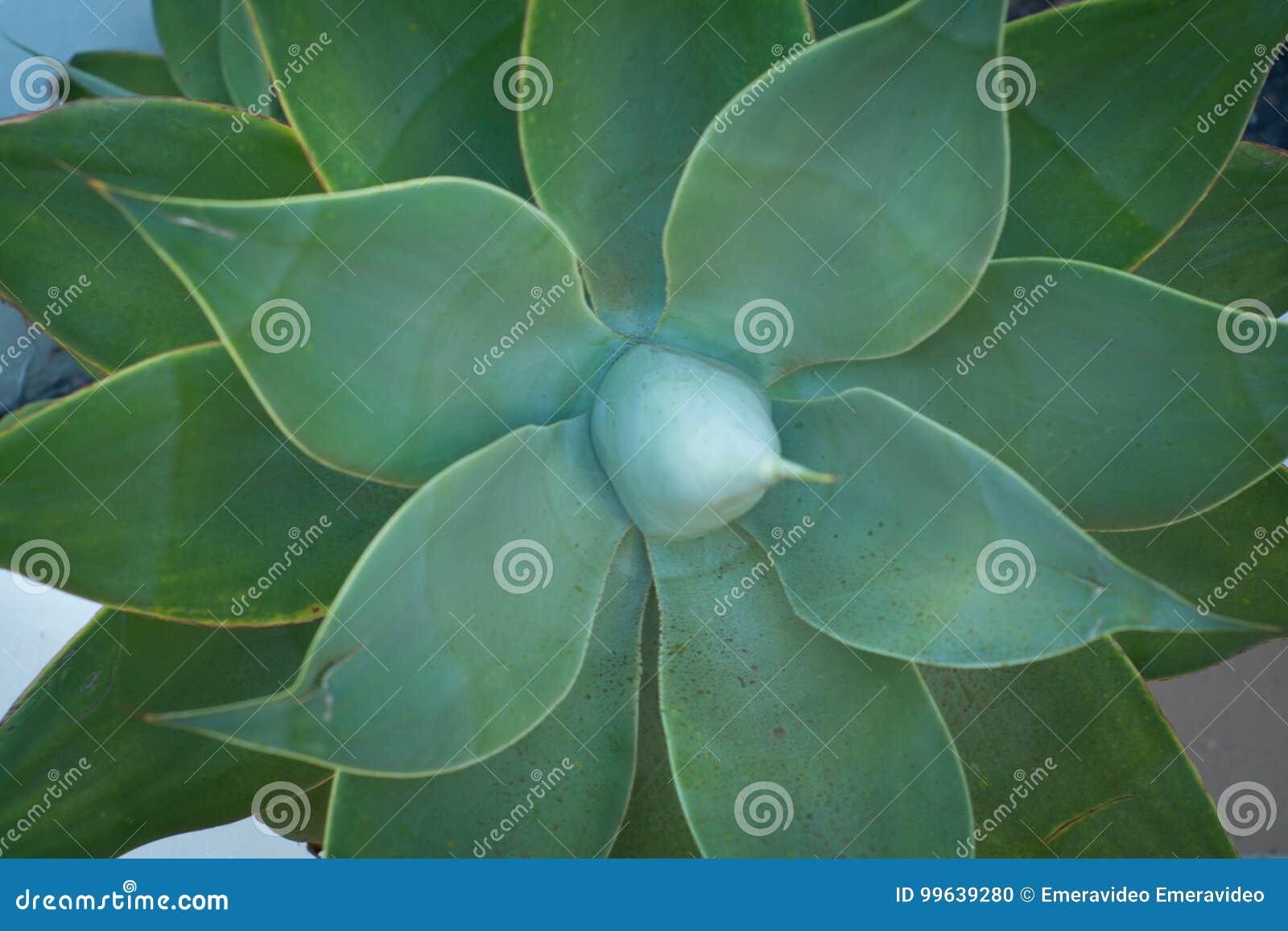 Agave, succulent plant stock photo. Image of flower, rosette - 99639280