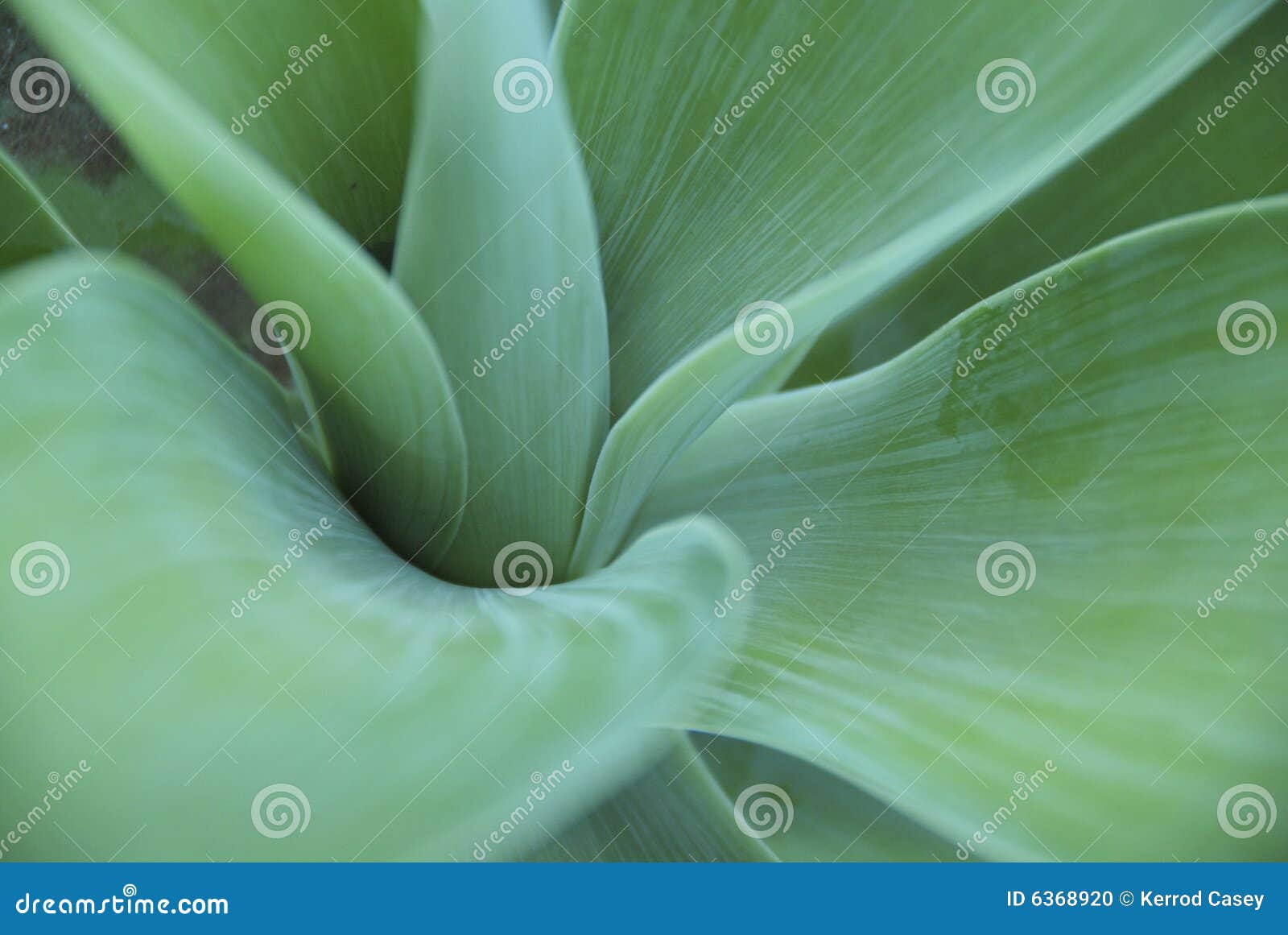 Agave in the sun stock photo. Image of texture, cactus - 6368920