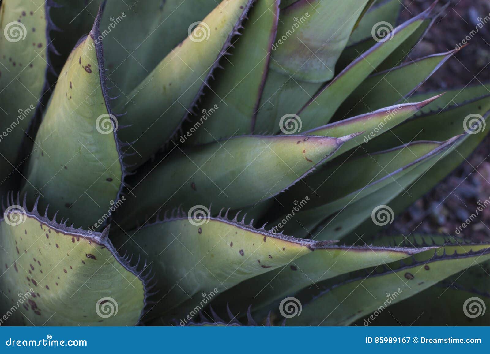 Agave stock image. Image of agave, green, baja, spike - 85989167