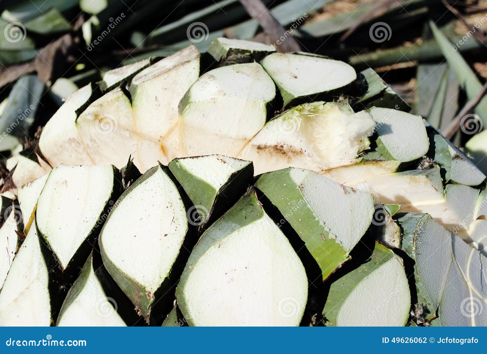 Agave tequila production stock photo. Image of exotic - 49626062