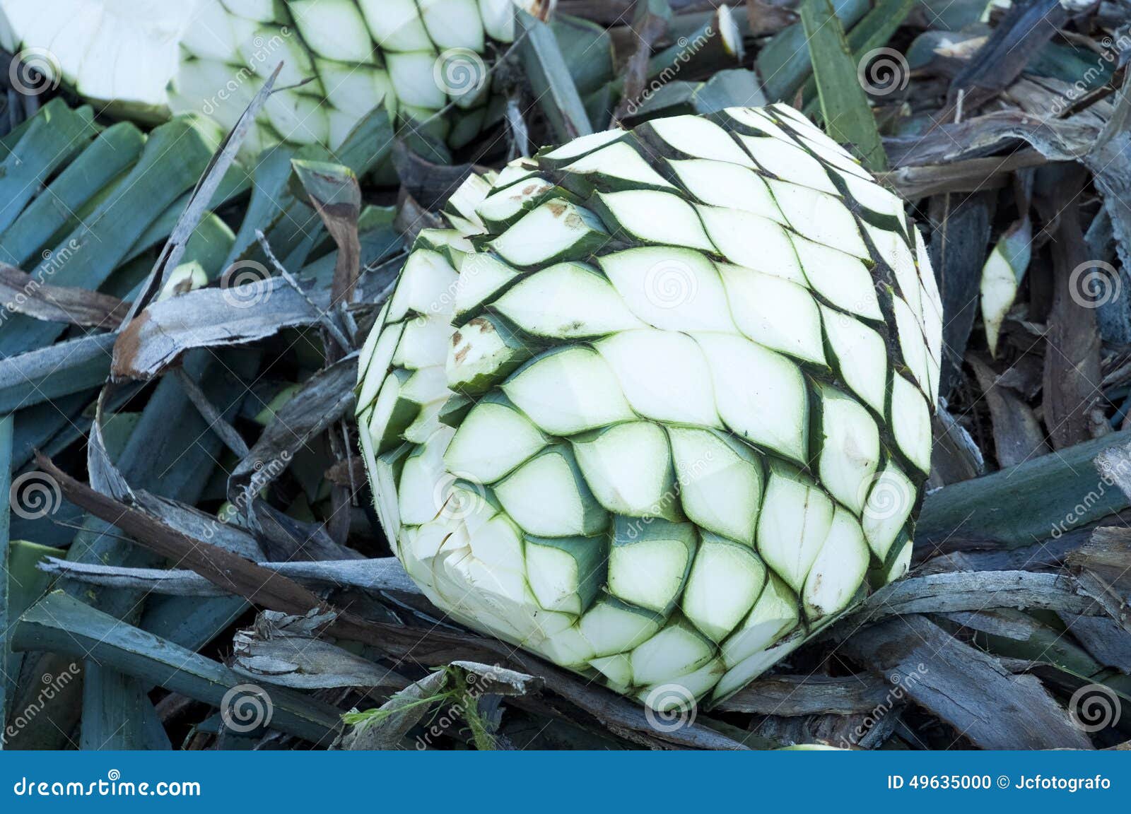 Agave tequila production stock photo. Image of exotic - 49635000
