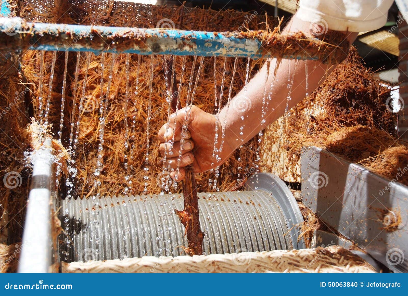 Agave tequila production stock photo. Image of jalisco - 50063840